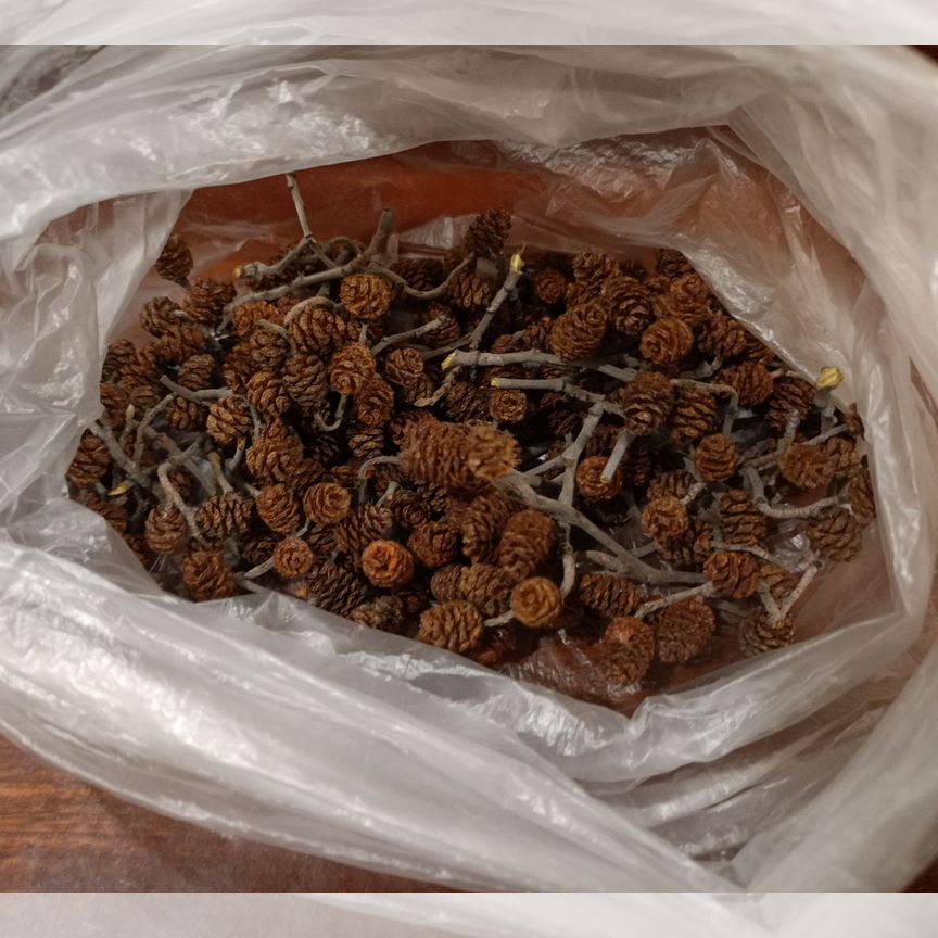 Шишки ольхи с веточками для аквариума