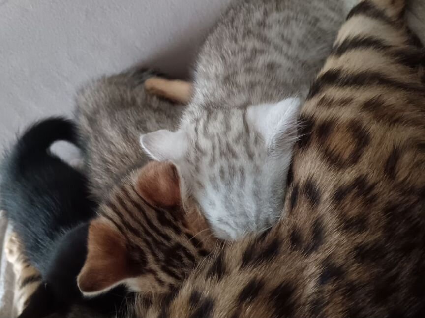 Отдам котят в добрые руки