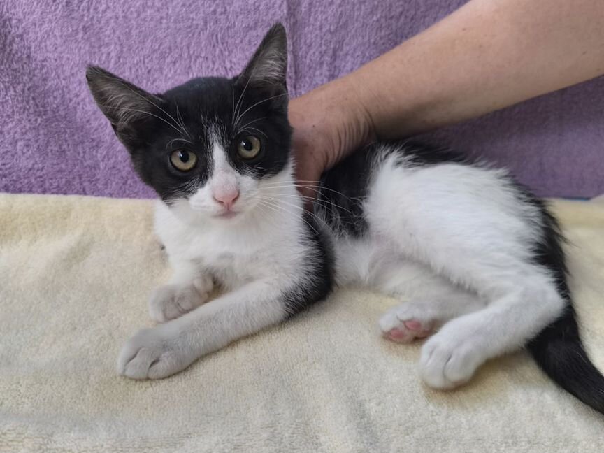 Котёнок мальчик в дар