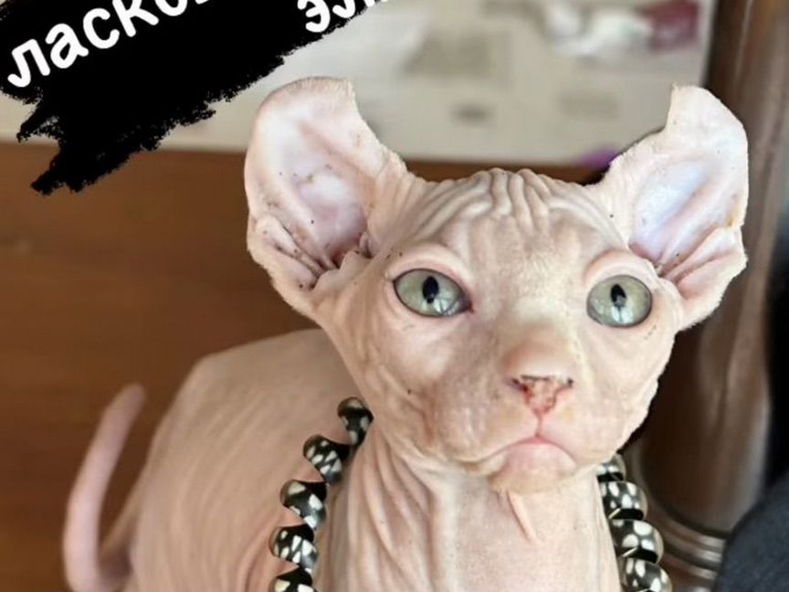 Котята сфинкс эльф