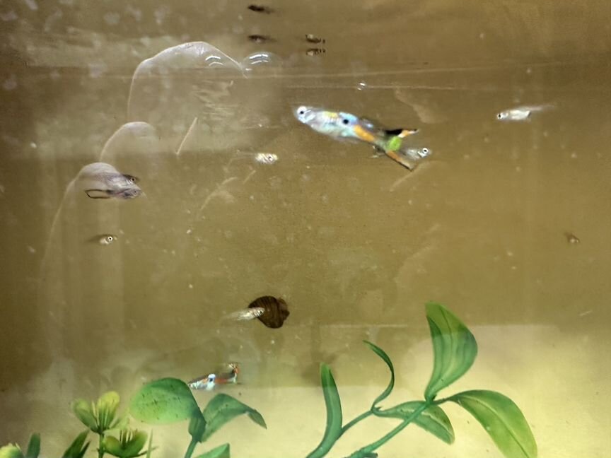 Аквариумные рыбки гуппи