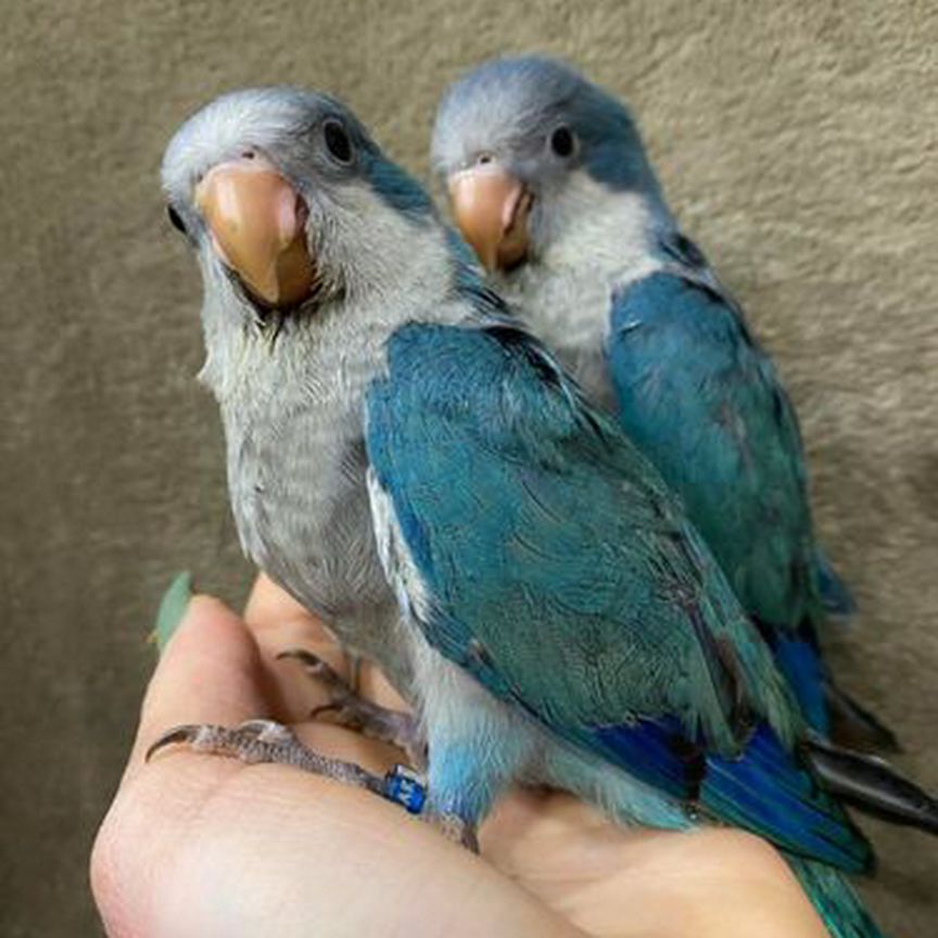 Попугай монах или квакер ручной