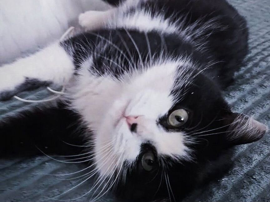 Котик красавец