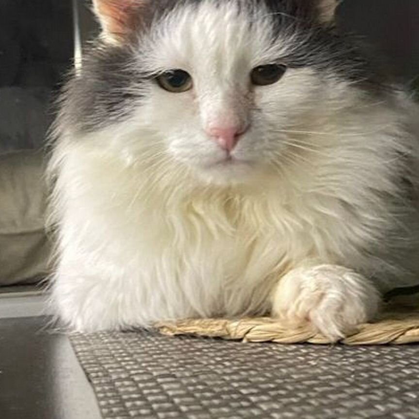 Взрослый кот в добрые руки