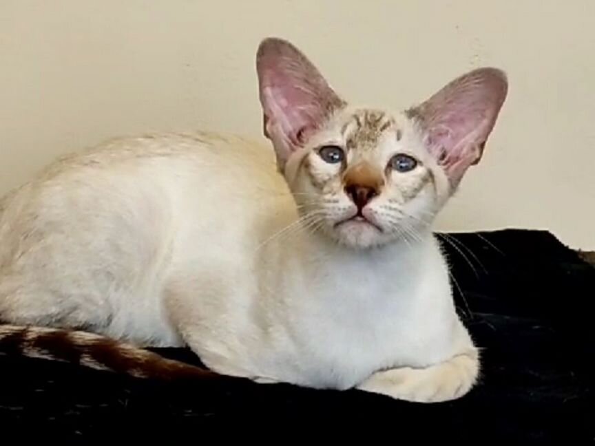Котик подросток