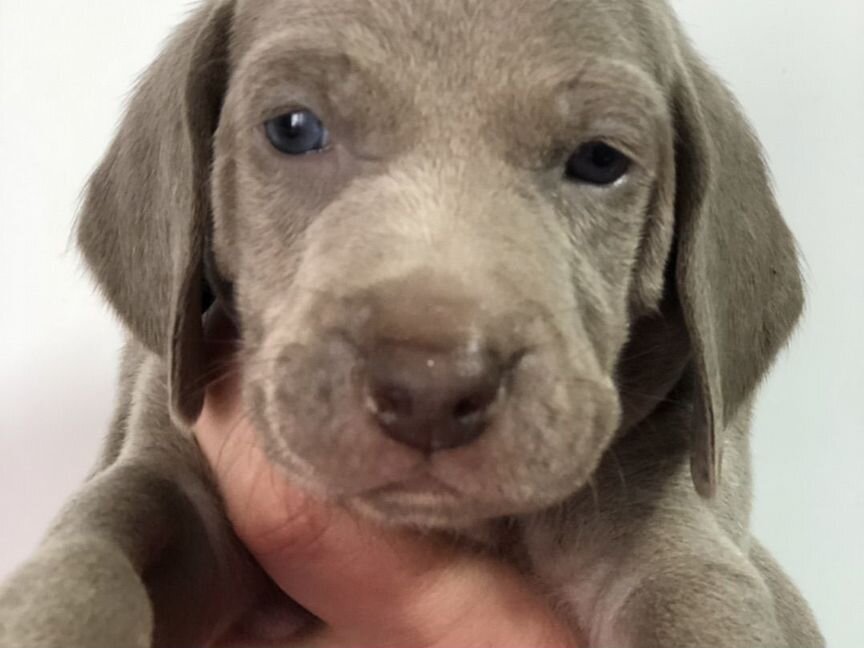 Щенки веймаранера