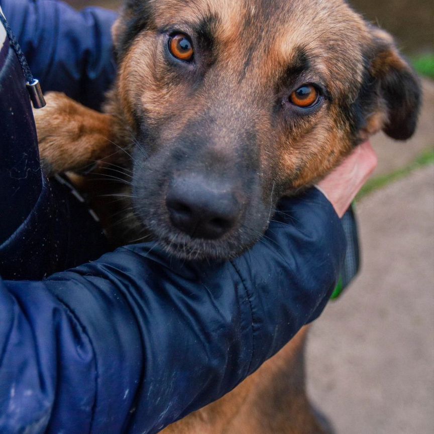 Собака в добрые руки