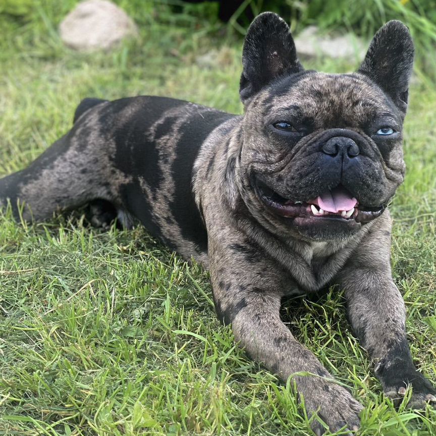 Французский бульдог вязка