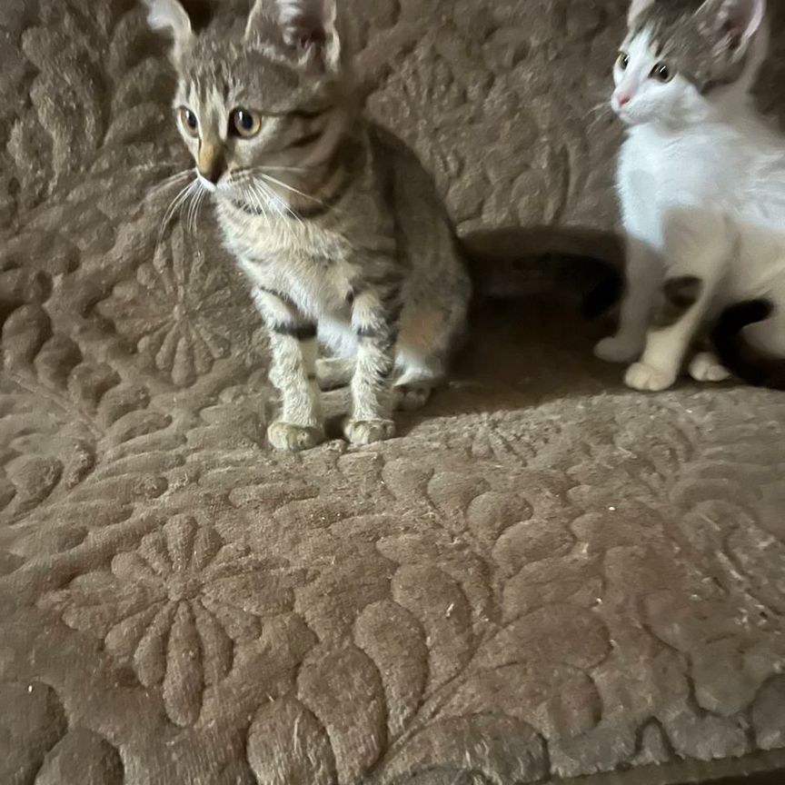 Котята, девочки. Были найдены в лесополосе