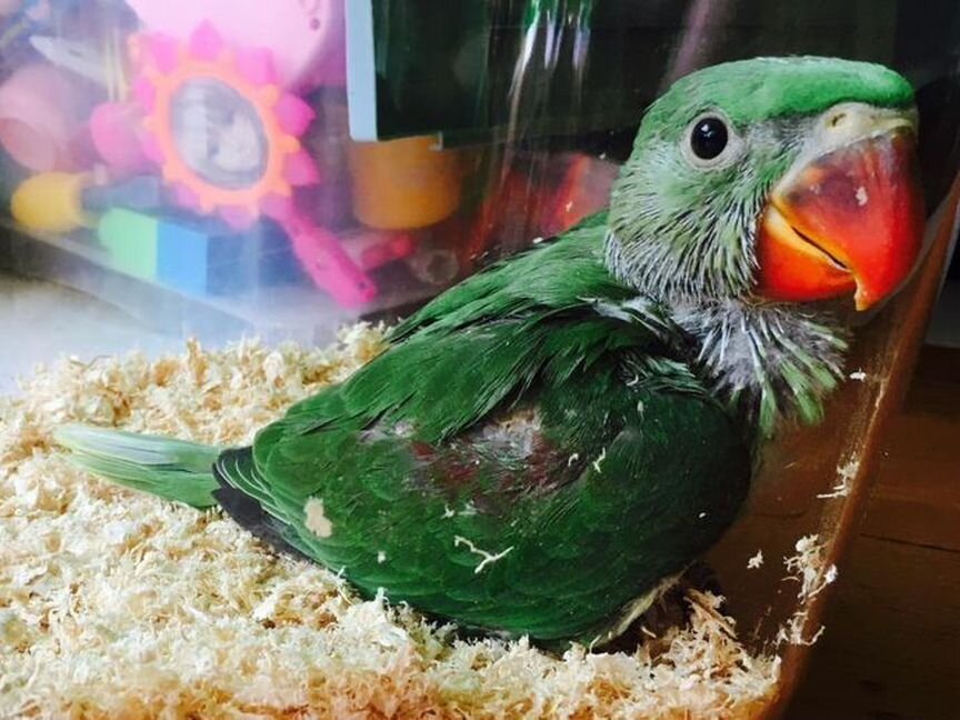 Выкормыши александрийский