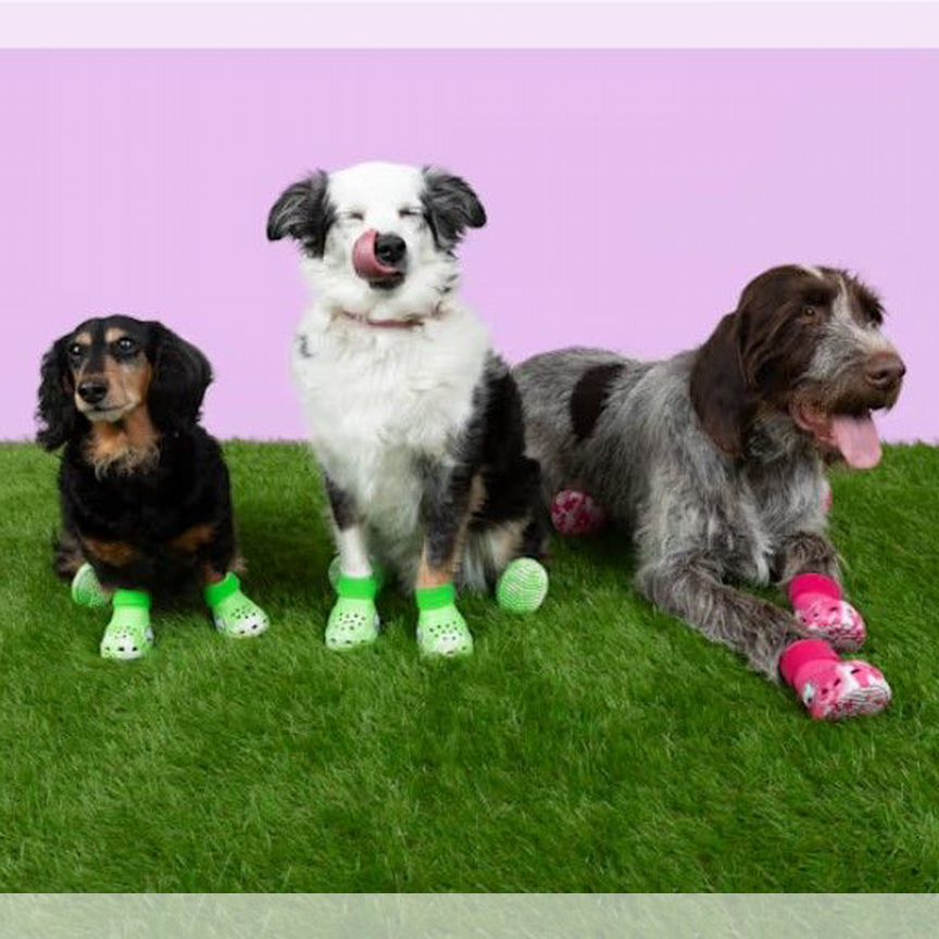 Crocs для собак