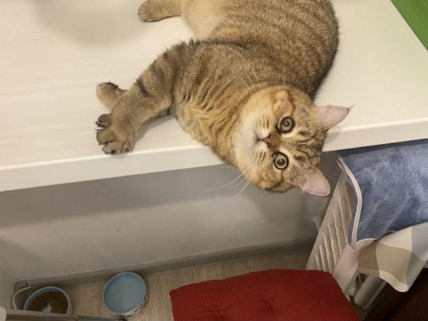 Кот шотландец