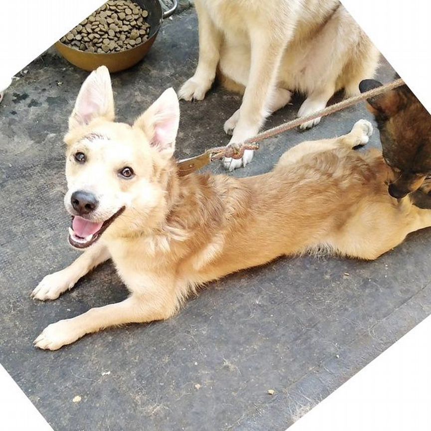 Отдам молодого песика ростом с корги. кастрат