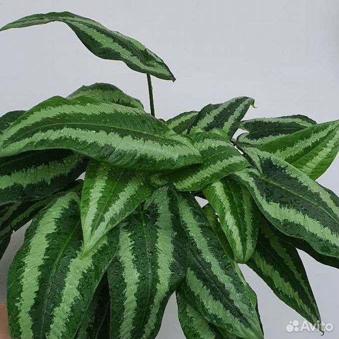 Шизматоглоттис Валличии Schismatoglottis Wallichii