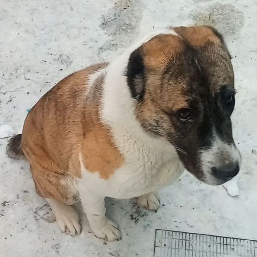 Среднеазиатская овчарка, взрослая собака