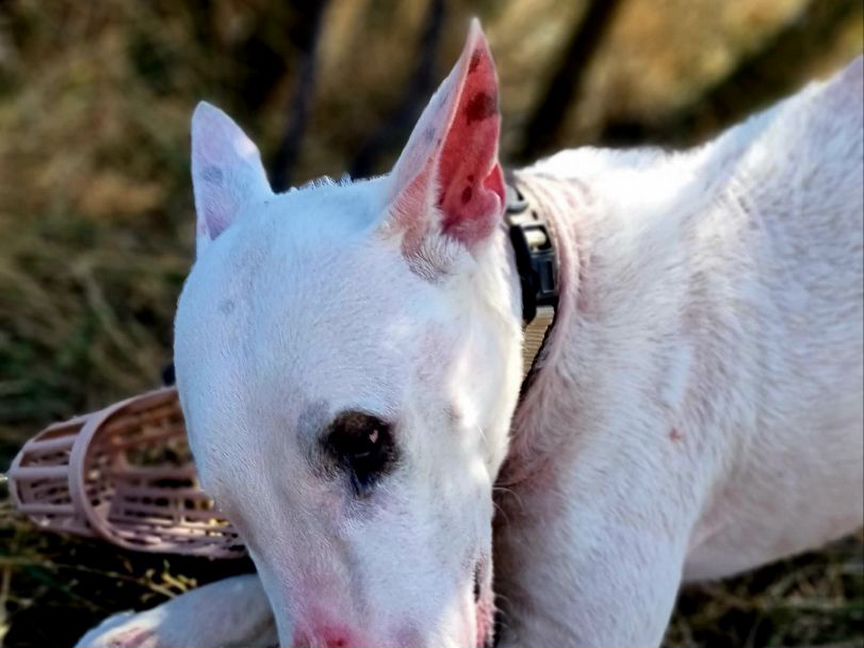 Бультерьер брошенный ищет дом