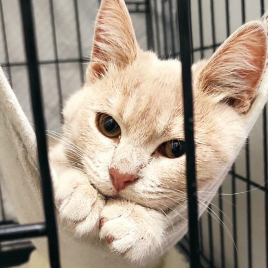 Котята ищут дом