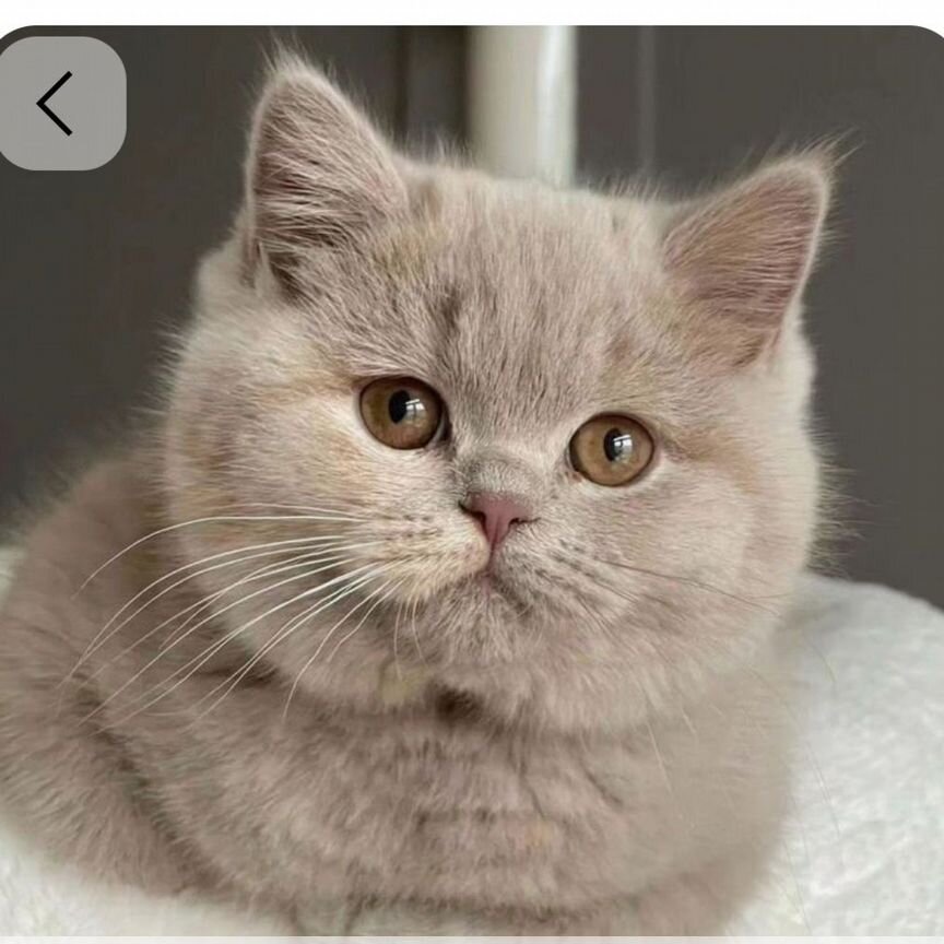 Британский короткошёрстный котёнок