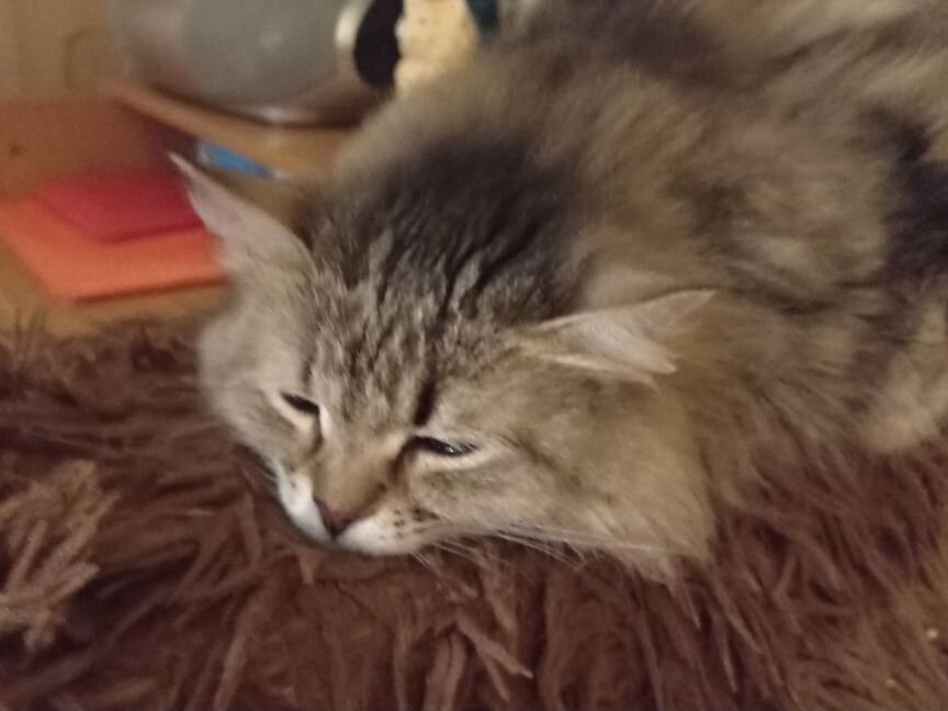 Умер хозяин,девочка ищет дом