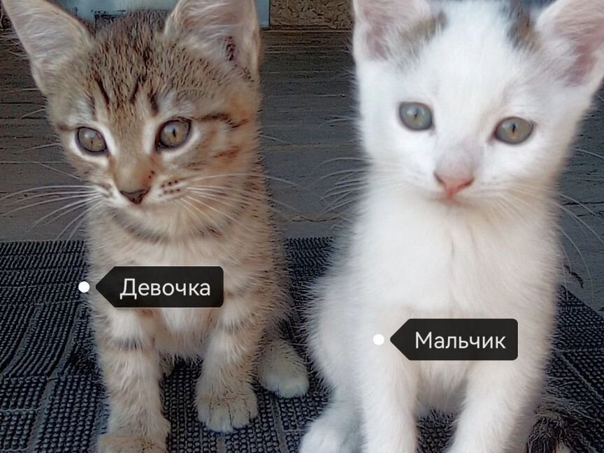 Кошки в добрые руки бесплатно