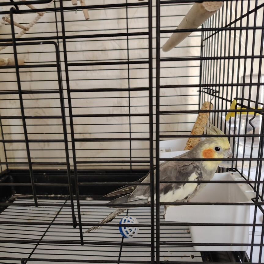 Попугай корелла с клеткой