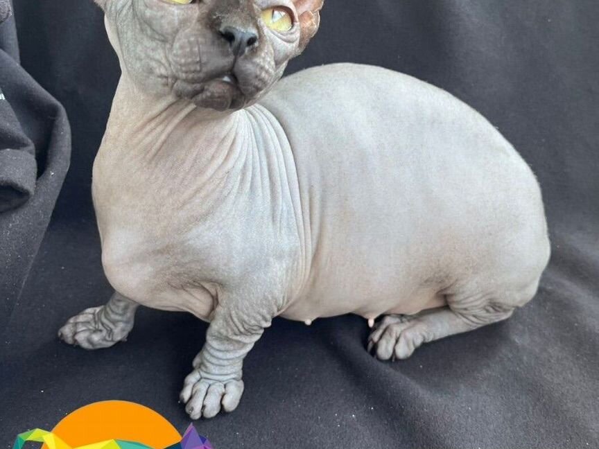 Канадский сфинкс, бамбино