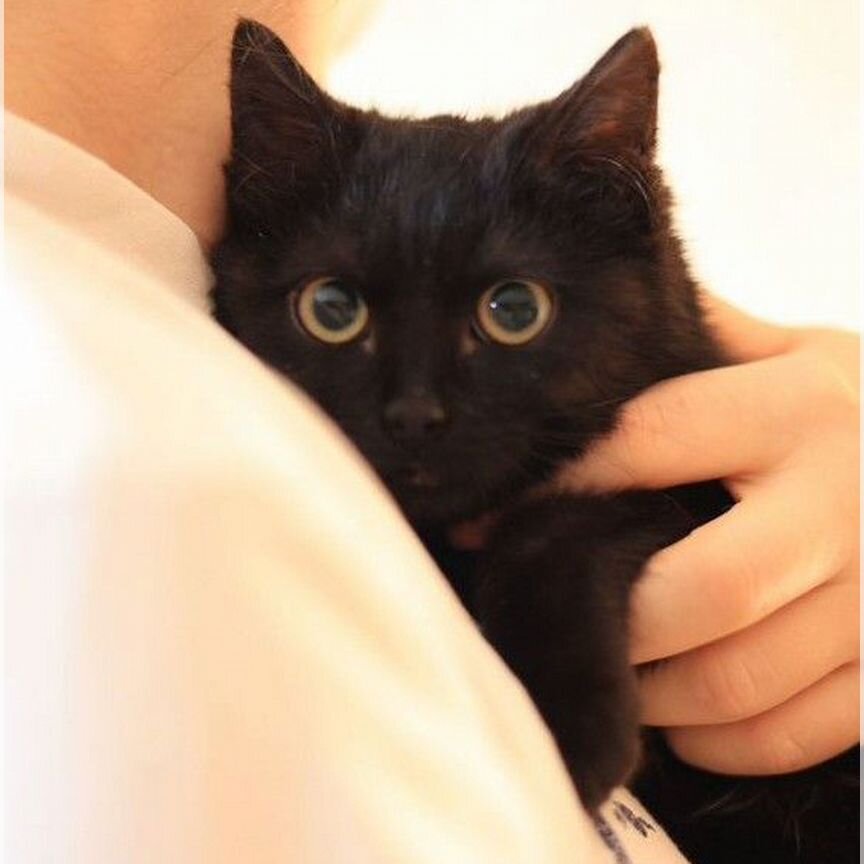 Божечки кошечки какая милашка )