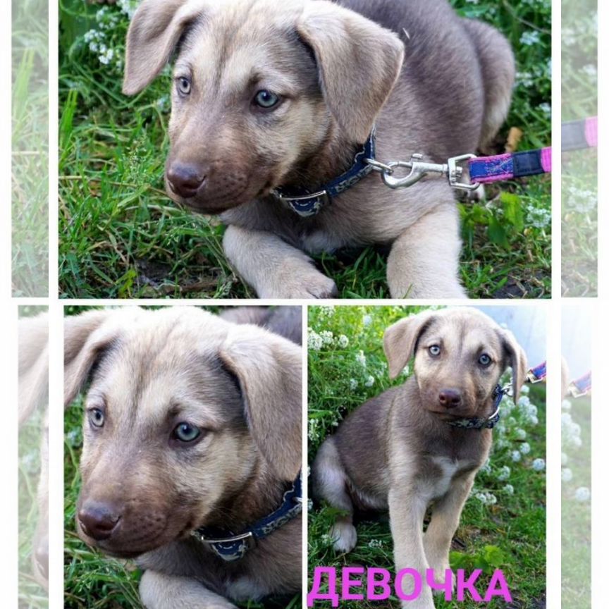 Щенки