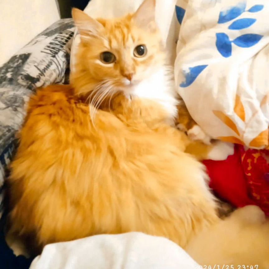 Рыжая кошка девочка