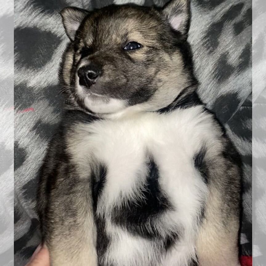 Сибирский хаски, щенок