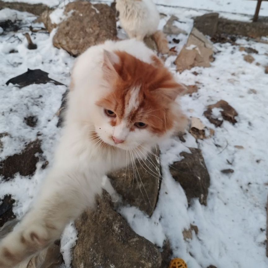 Рыже-белый кот красавчик Мельхиор в добрые руки