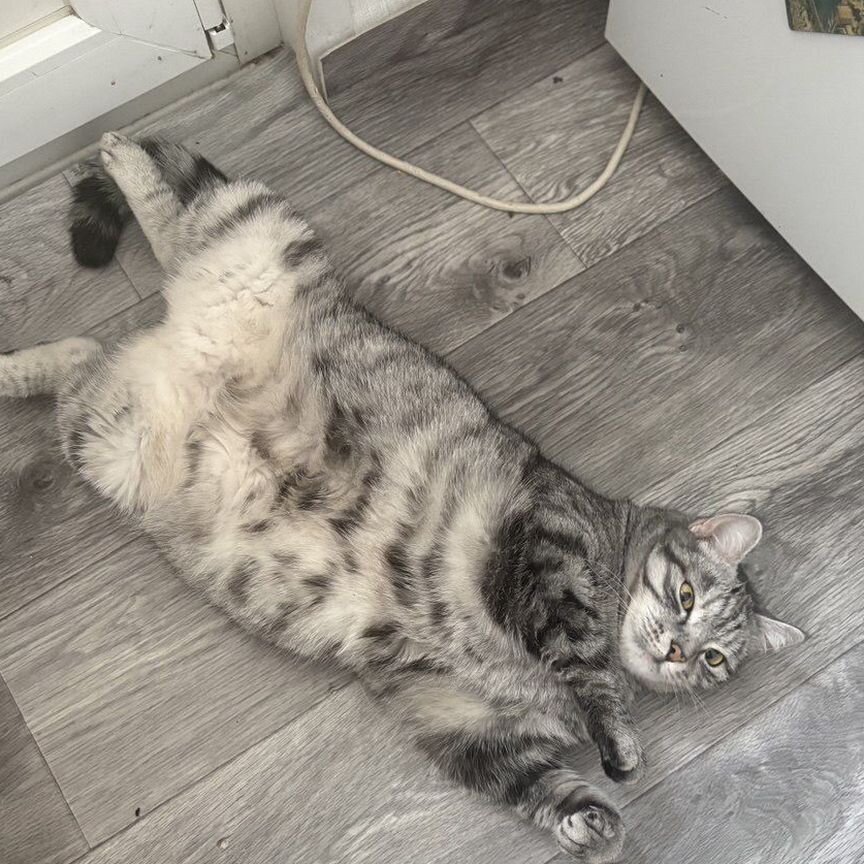 Британская короткошёрстная, взрослая кошка