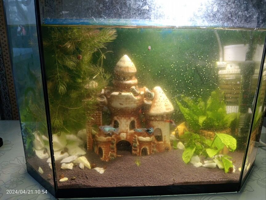 Аквариум с рыбками