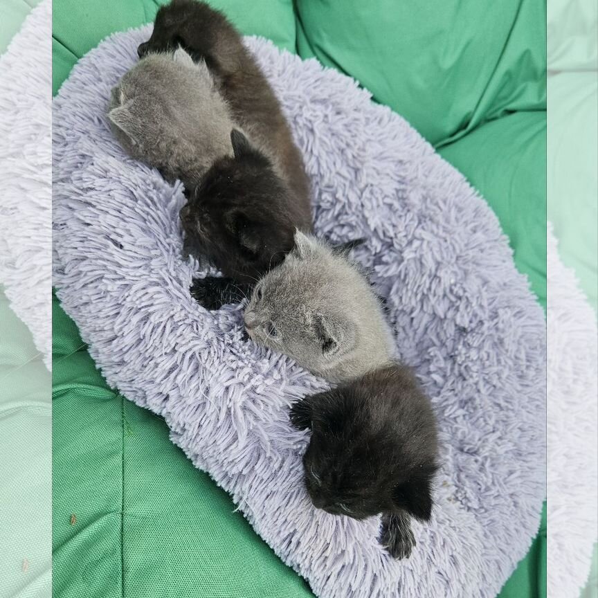 Котята