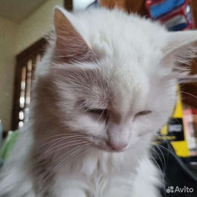 Кошки. стерилизованной. Пятигорск. в добрые руки