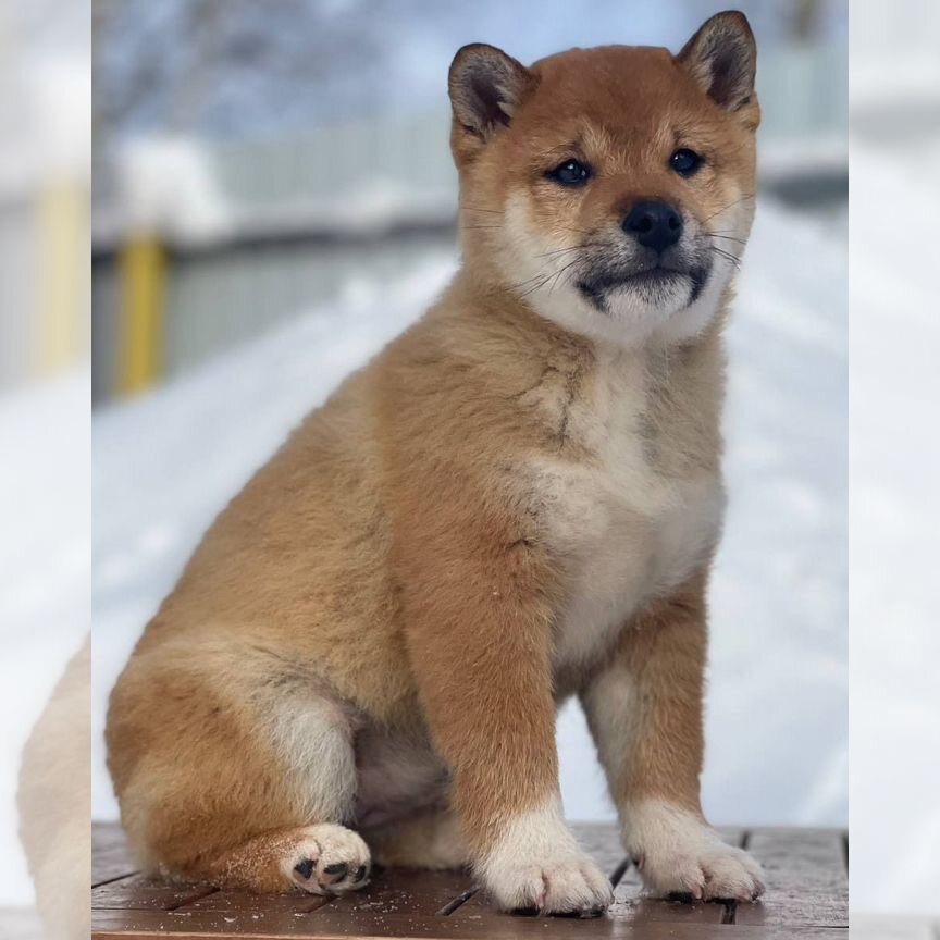 Сиба-ину, щенок