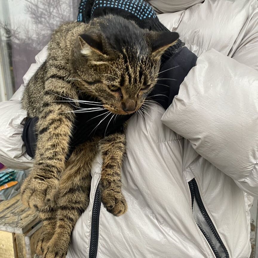 Хорошая кошка, бросили в СНТ, нужен дом