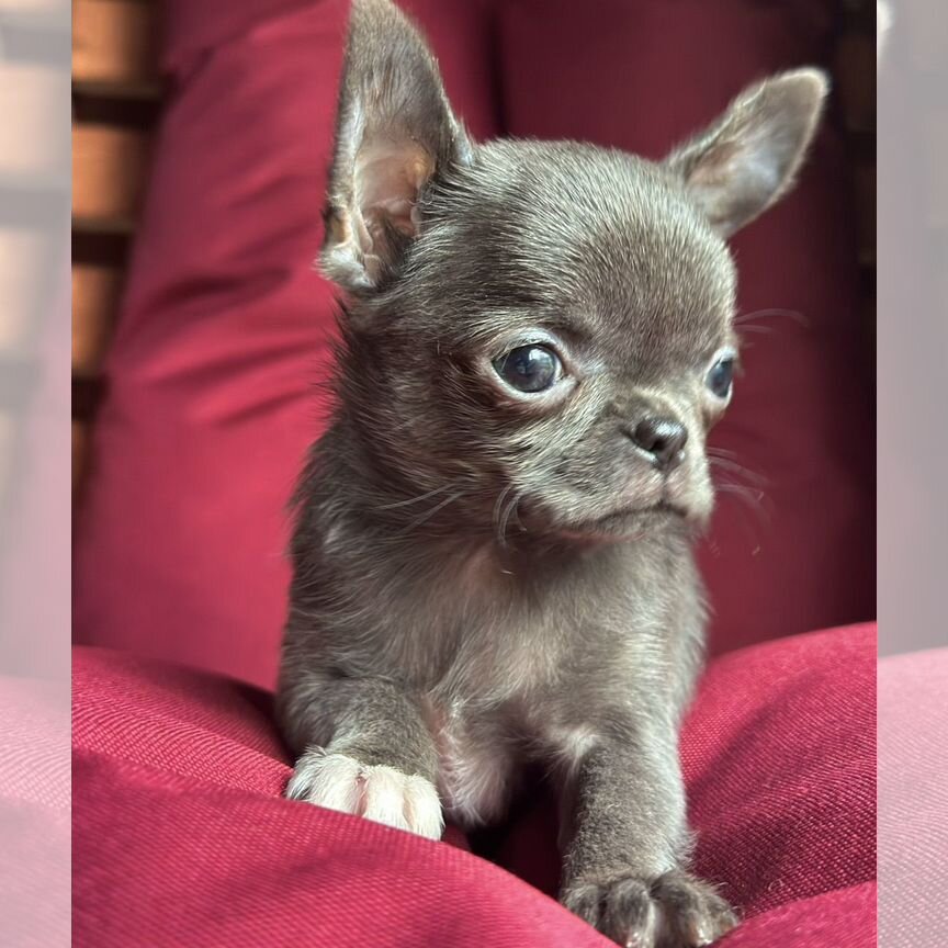 Чихуахуа, щенок