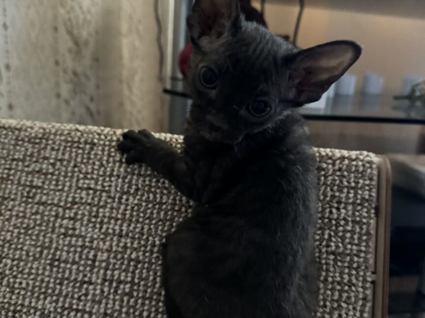 Сфинкс браш кошечка