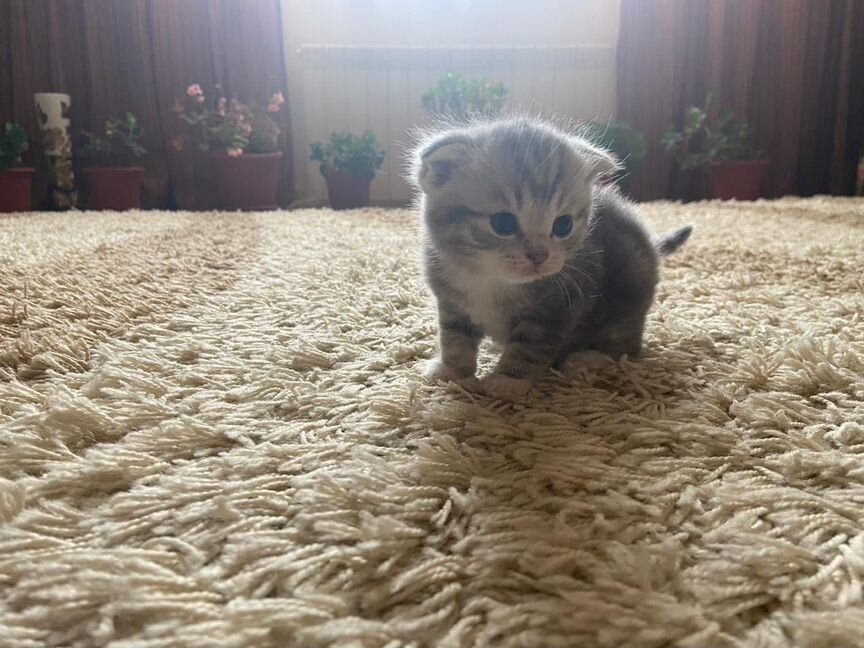 Шотландский вислоухий котик