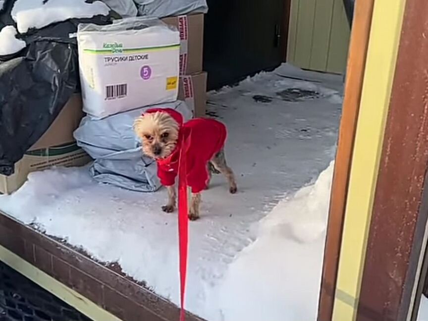 Цезарь тойчик