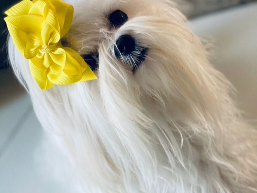 Маленькая собака