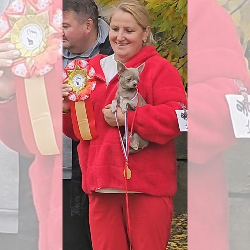 Чихуахуа, взрослый пёс