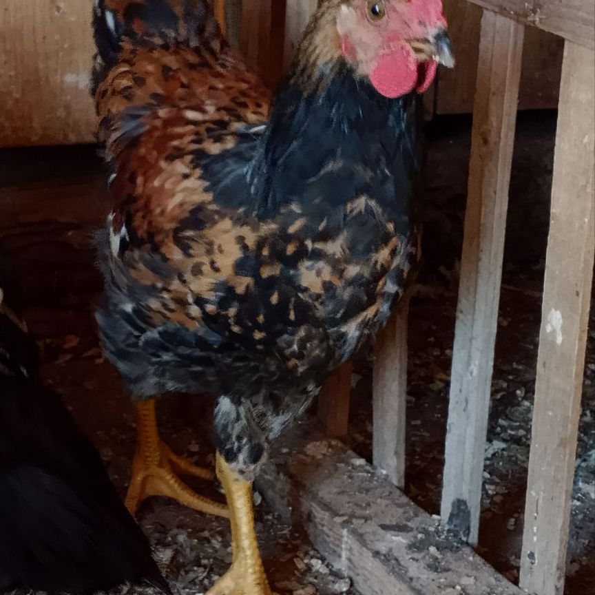 Молодые петухи Кучинская юбилейная