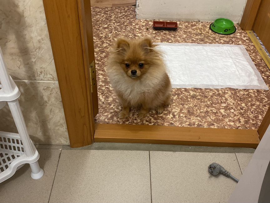 Померанский шпиц мини девочка