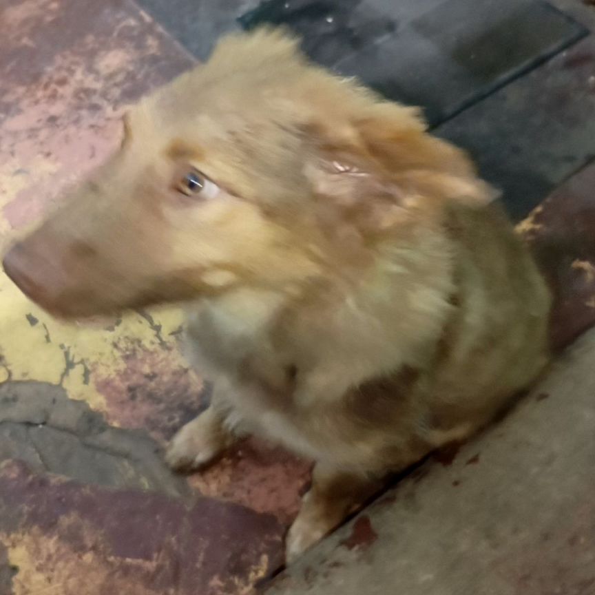 Собака дворняга