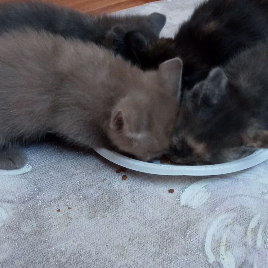 Котята в добрые руки