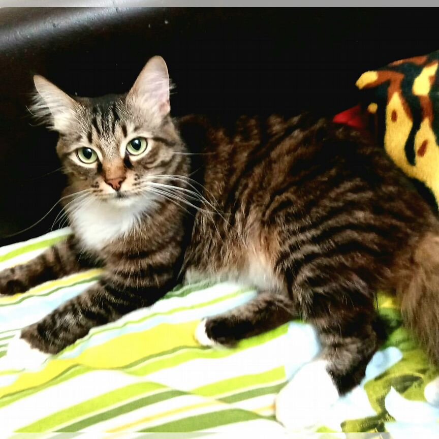 Котик в добрые руки