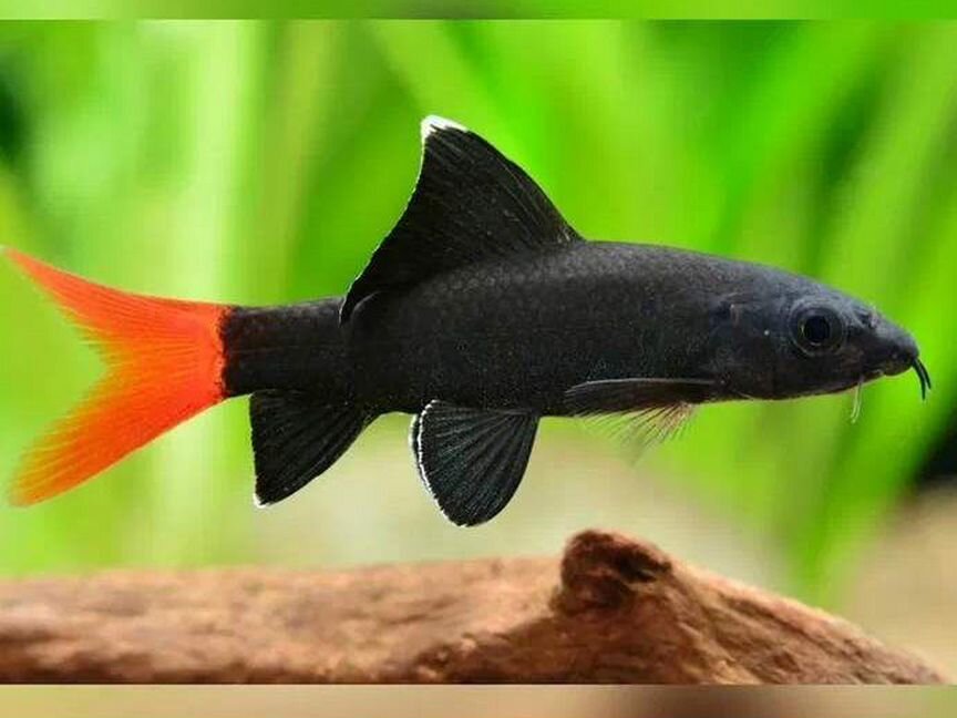 Аквариумные рыбки. Лабео Биколор