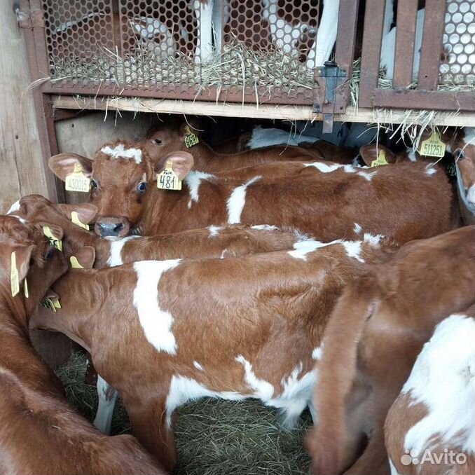 Продажа Бычков